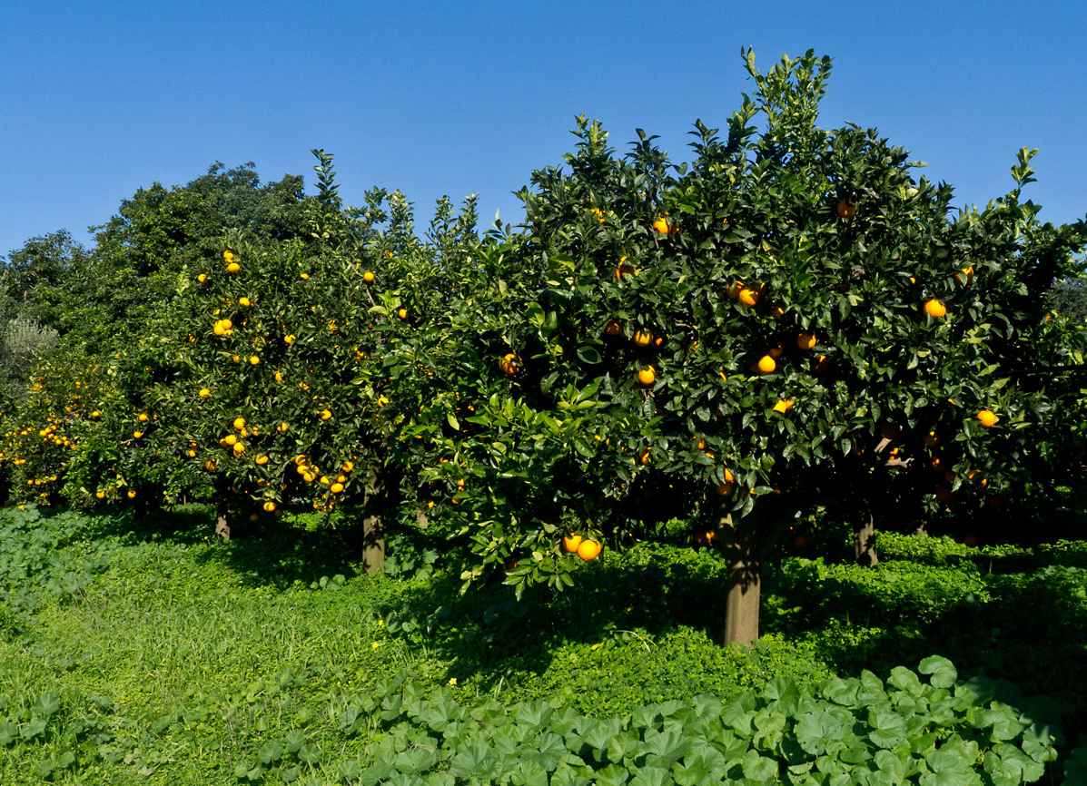 Orange Tree Image