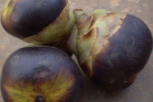 Palmyra Fruit facts and health benefits