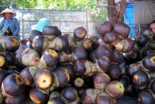 Palmyra Fruit facts and health benefits