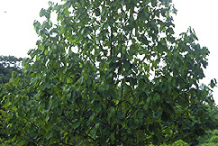 Paw Paw facts and health benefits