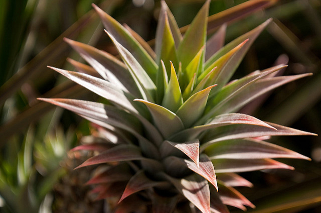 Top health benefits of Pineapples | HB times