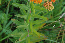 Pleurisy Root facts and health benefits