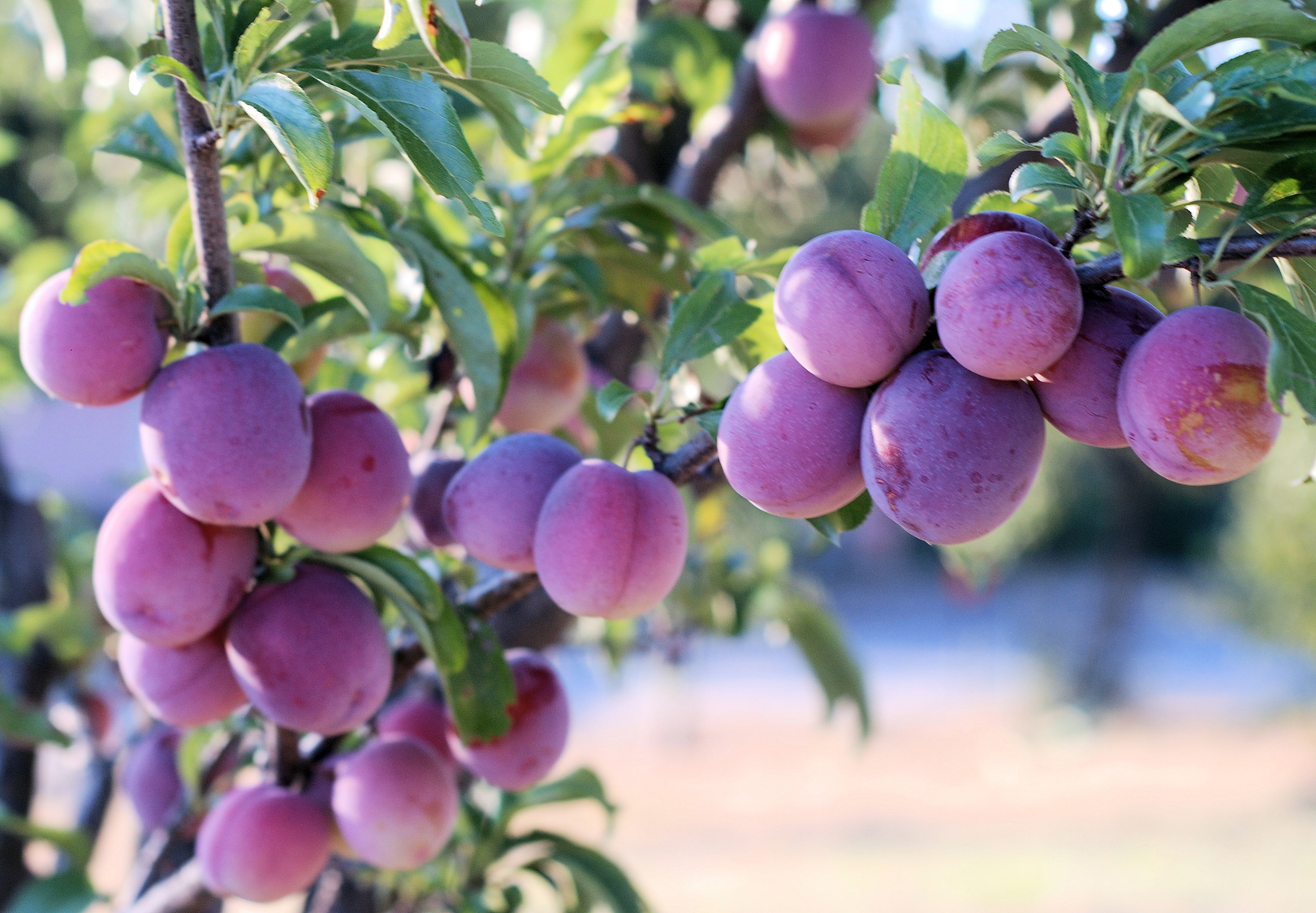 Health Benefits Of Plums Health Benefits Health Benefits Of Plums Health Benefits