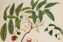 Pulasan Facts and Health Benefits