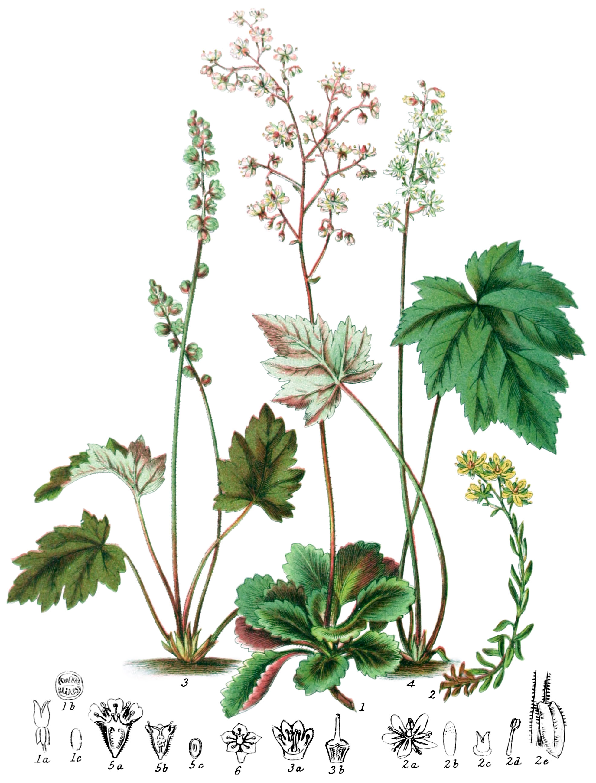 China Root facts and health benefits - Health Benefits