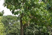 Rowal fruit facts and health benefits