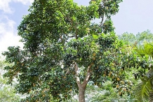 Santol fruit facts and health benefits