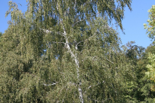 Silver Birch facts and health benefits
