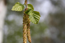 Silver Birch facts and health benefits