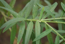 Sunn hemp facts and health benefits