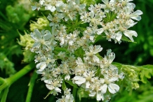 Sweet cicely Facts and Health Benefits