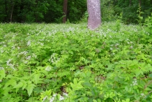 Sweet cicely Facts and Health Benefits