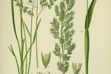 Sweet Grass Facts and Health Benefits