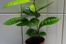 Tea Plant facts and health benefits