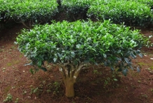 Tea Plant facts and health benefits