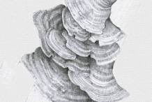 Turkey Tail facts and health benefits