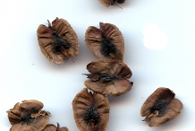 Turkish rhubarb Facts and Health Benefits