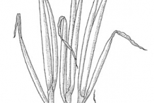 Welsh onion facts and health benefits