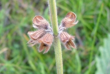 Wild Clary Facts and Health Benefits