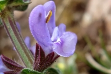 Wild Clary Facts and Health Benefits