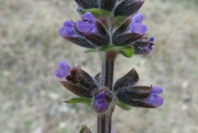 Wild Clary Facts and Health Benefits