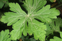 Wild Geranium facts and health benefits