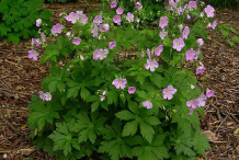 Wild Geranium facts and health benefits
