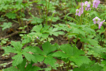 Wild Geranium facts and health benefits