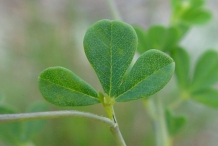 Wild Indigo facts and health benefits