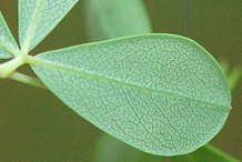 Wild Indigo facts and health benefits