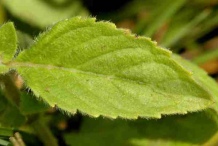 Wild mint facts and health benefits