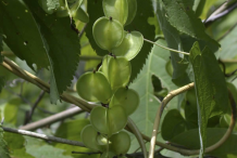 Wild Yam facts and health benefits