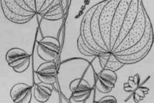 Wild Yam facts and health benefits