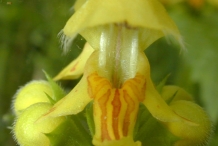 Yellow Archangel Facts and Uses