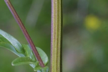 Yellow Rocket cress facts and health benefits