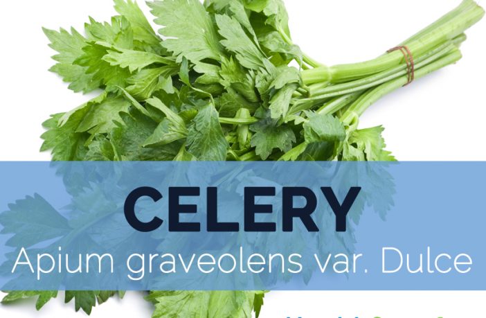 Celery Leaves Benefits