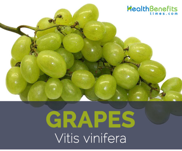 Grapes facts and health benefits - Health Benefits