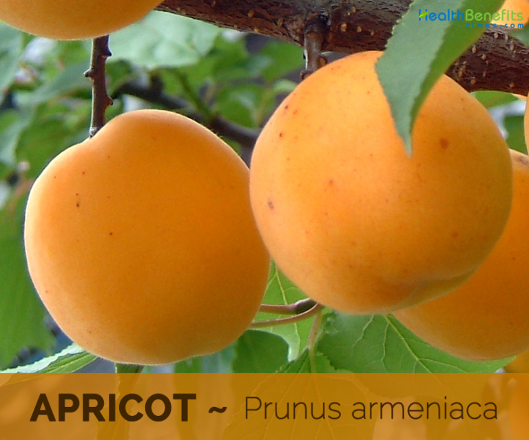 Apricot facts and health benefits - Health Benefits