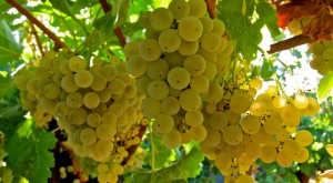 Types of Grapes - Health Benefits