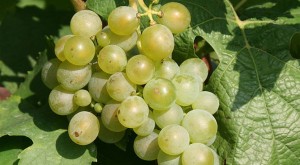 Types of Grapes - Health Benefits