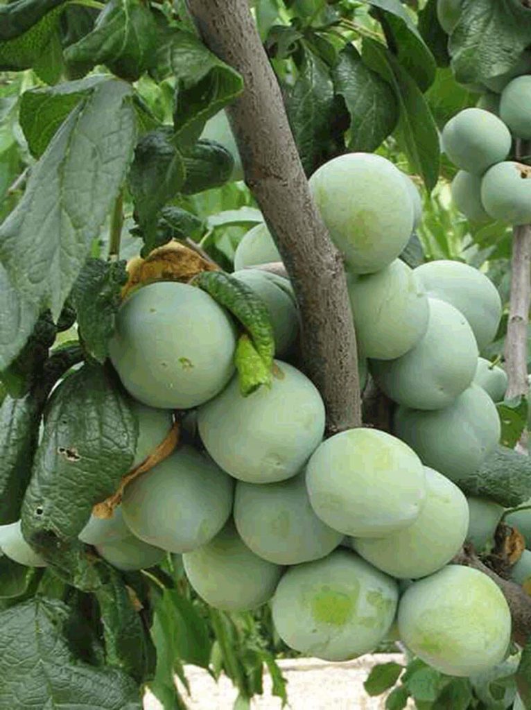 Reina Claudia Verde | Health Benefits
