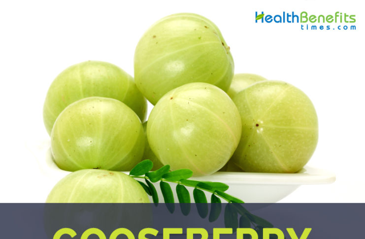 Governor's plum Facts and Health Benefits