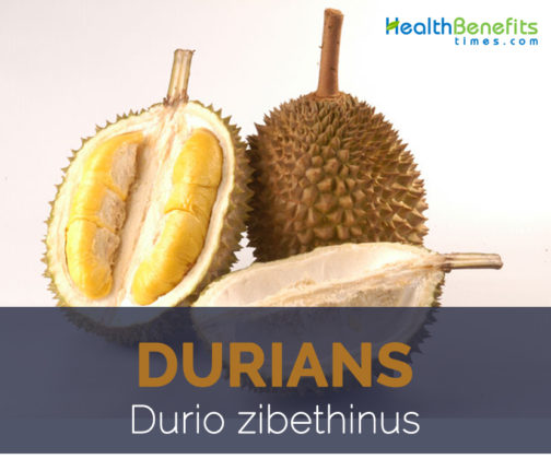 Durians facts and health benefits - Health Benefits