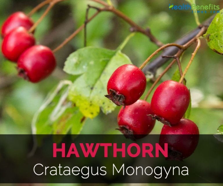 Facts and benefits of Hawthorn - Health Benefits