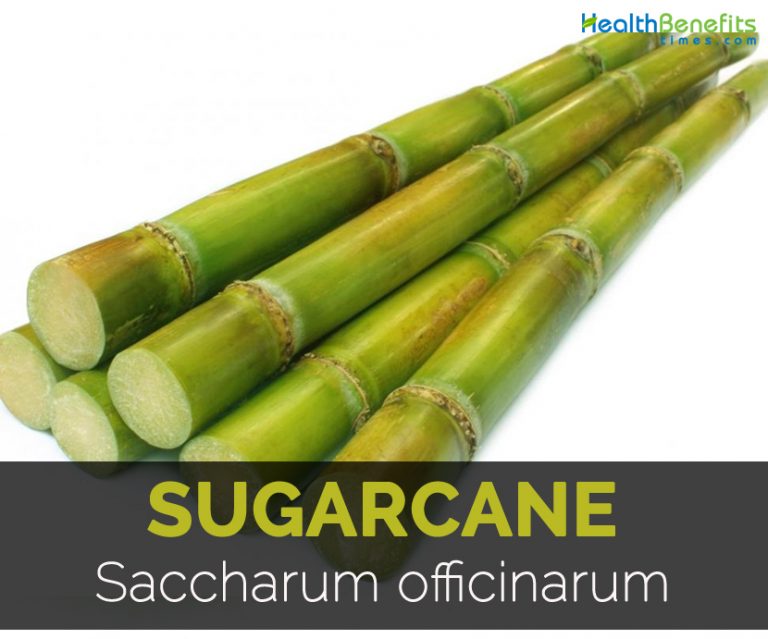 Health benefits of Sugar Cane - Health Benefits