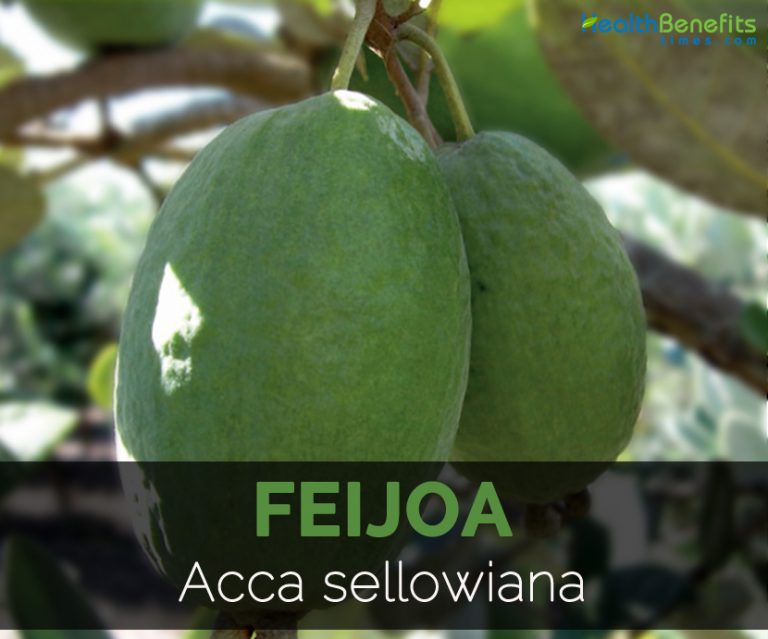 Feijoa - Acca sellowiana - Health Benefits
