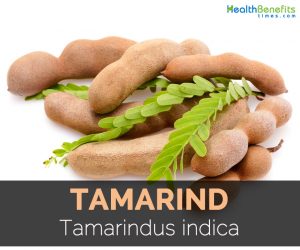 Health benefits of Tamarind - Health Benefits