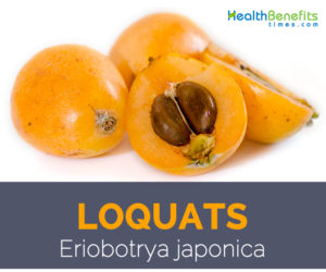 Loquat facts and health benefits - Health Benefits