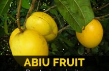 Jujube facts and health benefits