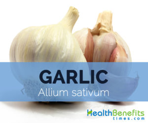 Garlic - Allium sativum - Health Benefits